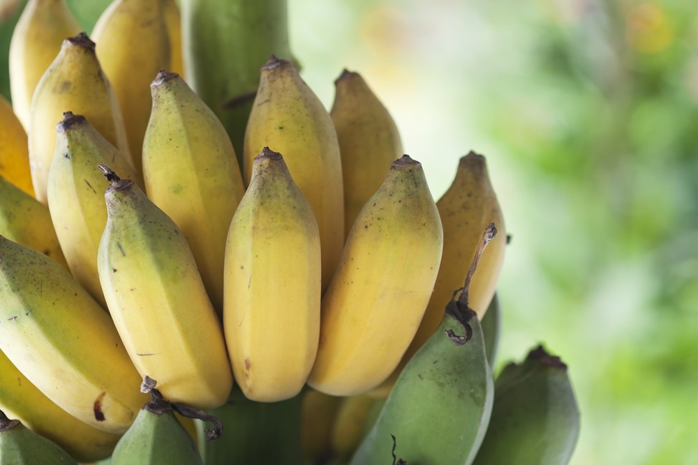 Sapete come cresce la frutta? - Agrodolce