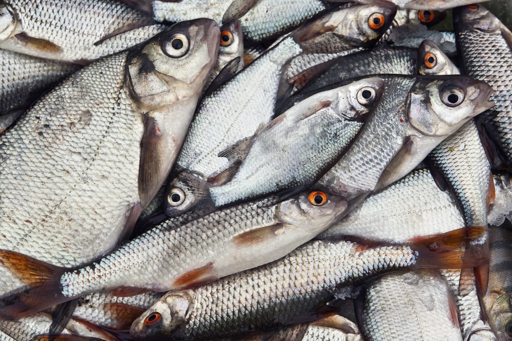 18 pesci d'acqua dolce e come cucinarli al meglio - Agrodolce