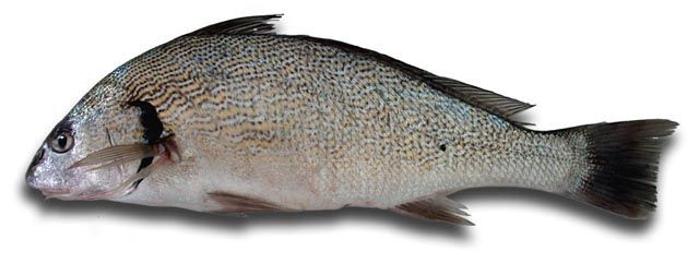 Ombrina: caratteristiche e differenze con branzino e orata | Agrodolce