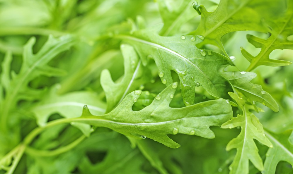 Ruchetta selvatica: come usarla in cucina - Agrodolce