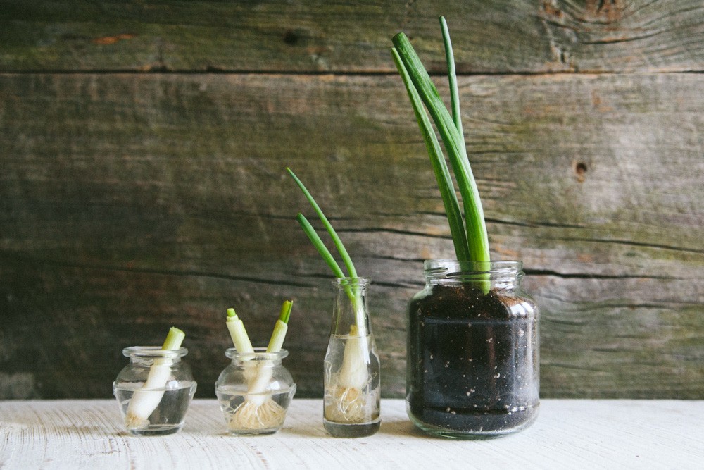 Regrowing: coltivare all'infinito il cipollotto in casa - Agrodolce