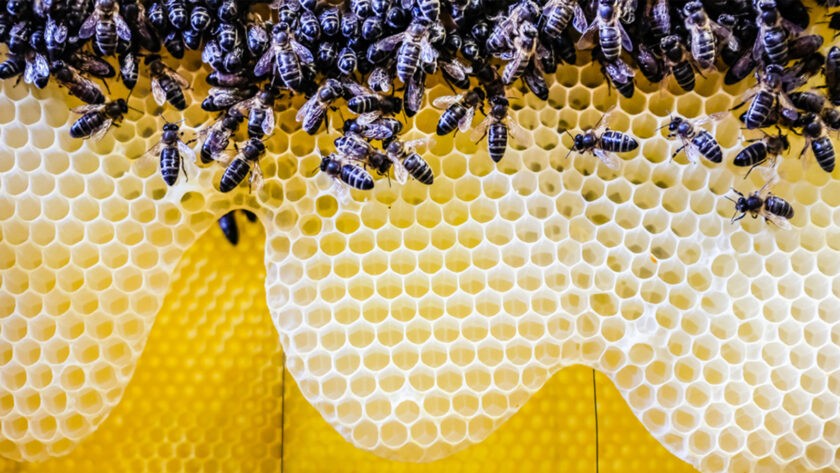 L'Ape nera ligure, una specie preziosa da preservare - Agrodolce