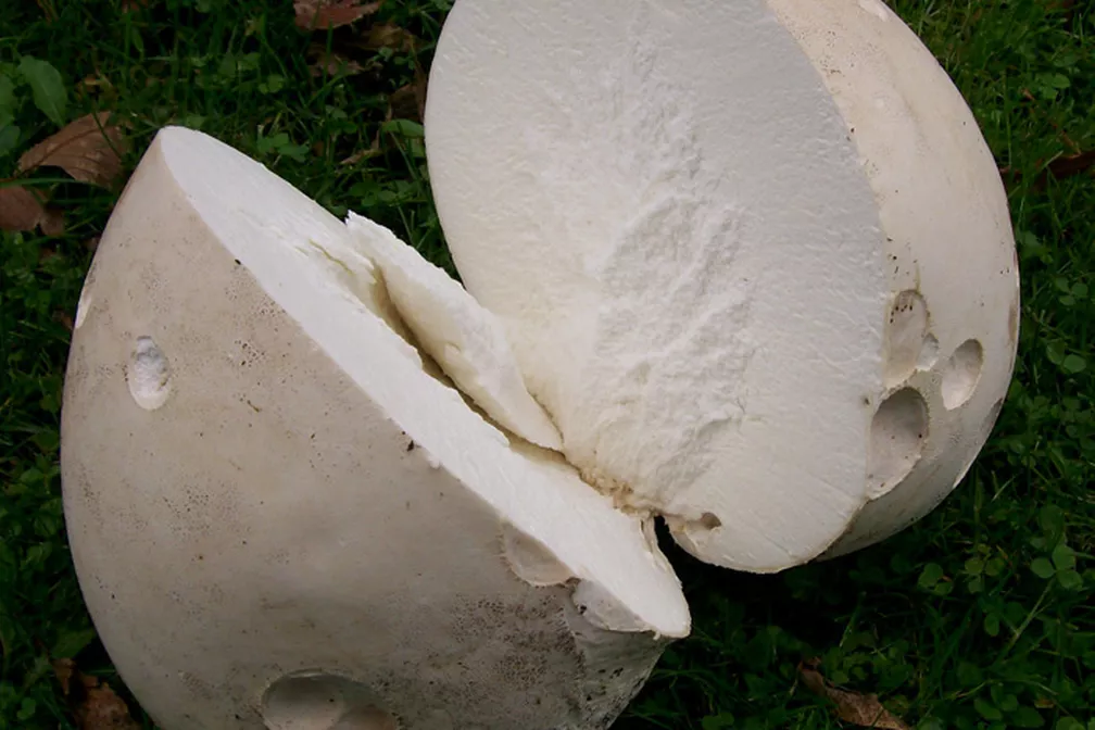 Puffball: il fungo gigante che spopola su TikTok - Agrodolce