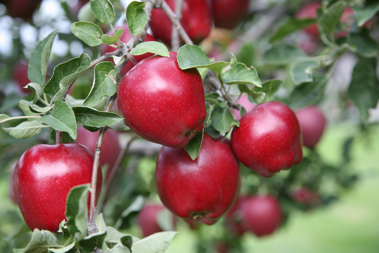 Tipi di mele: le 35 varietà da conoscere assolutamente - Agrodolce