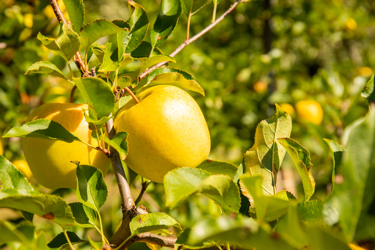 Tipi di mele: le 35 varietà da conoscere assolutamente - Agrodolce