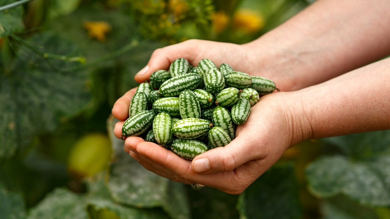 Cucamelon: aspetto e uso in cucina - Agrodolce
